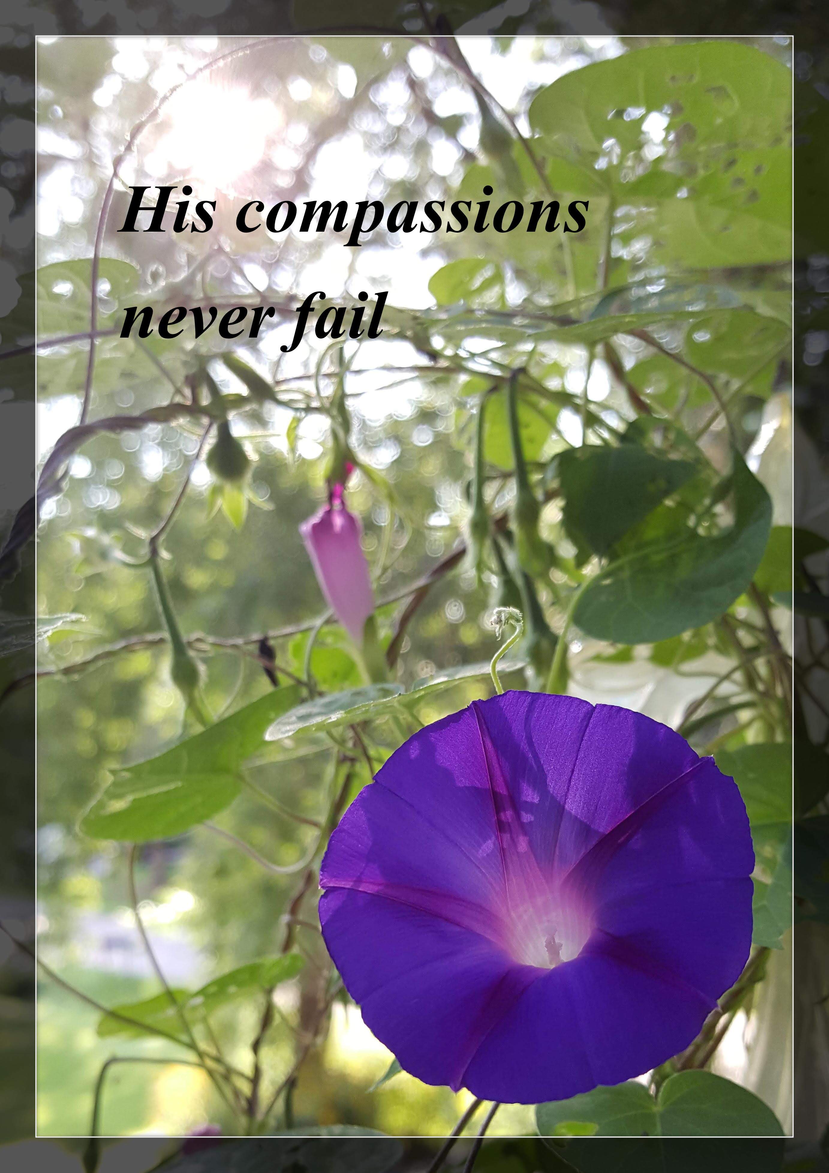 Compassion Never Failing – BettieGsRAseasons